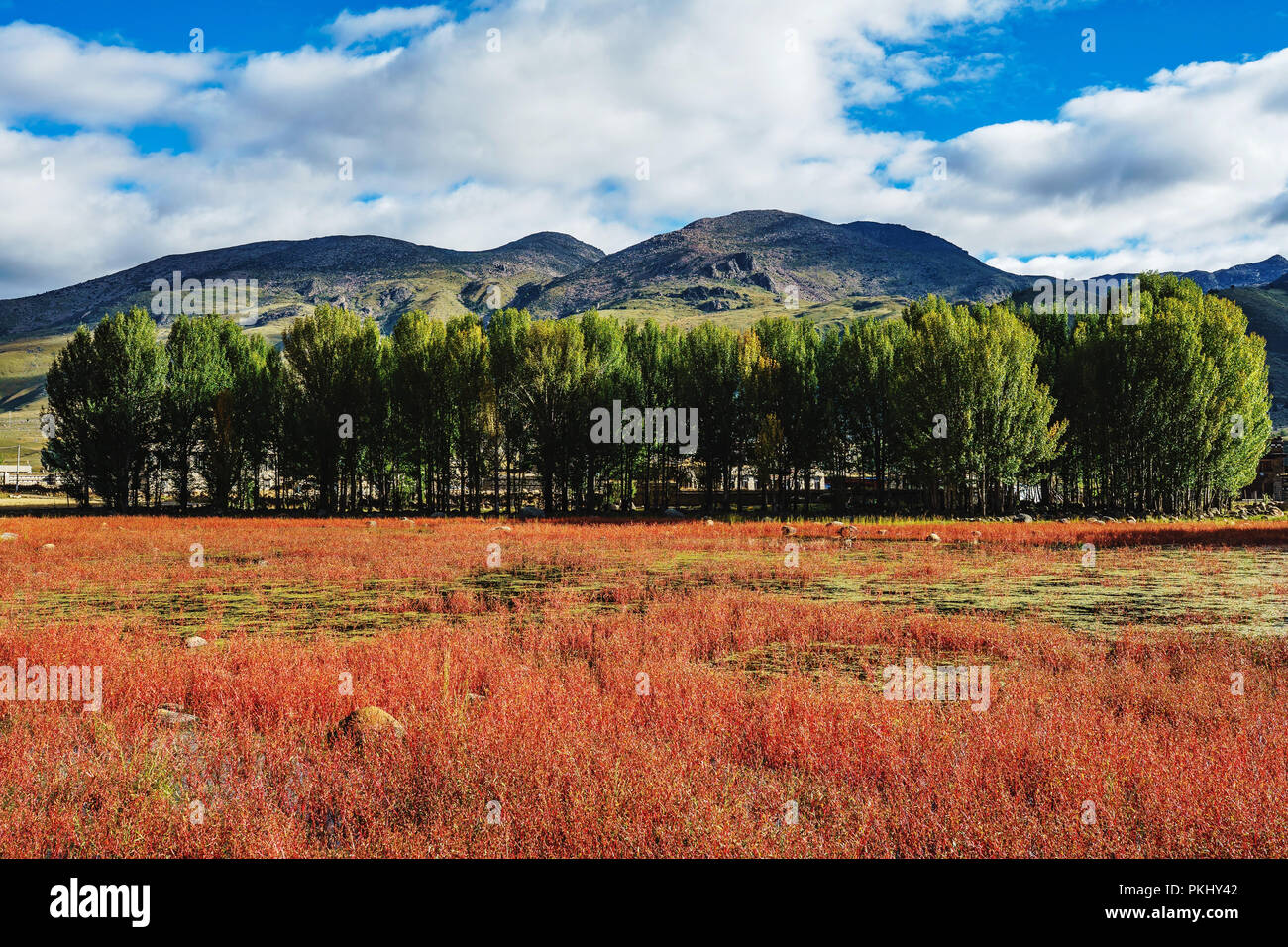 Sichuan daocheng red grass land Stock Photo - Alamy