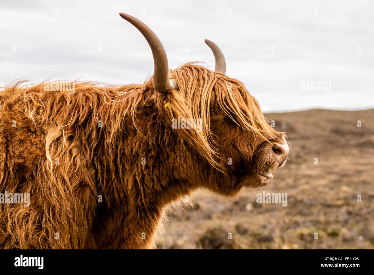 Highland Cow Portrait Stock Photo - Alamy