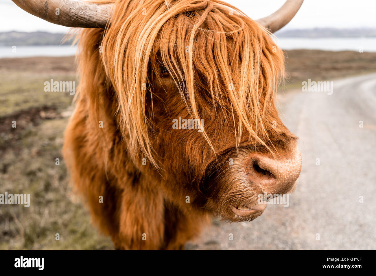 Furry cow hi-res stock photography and images - Alamy