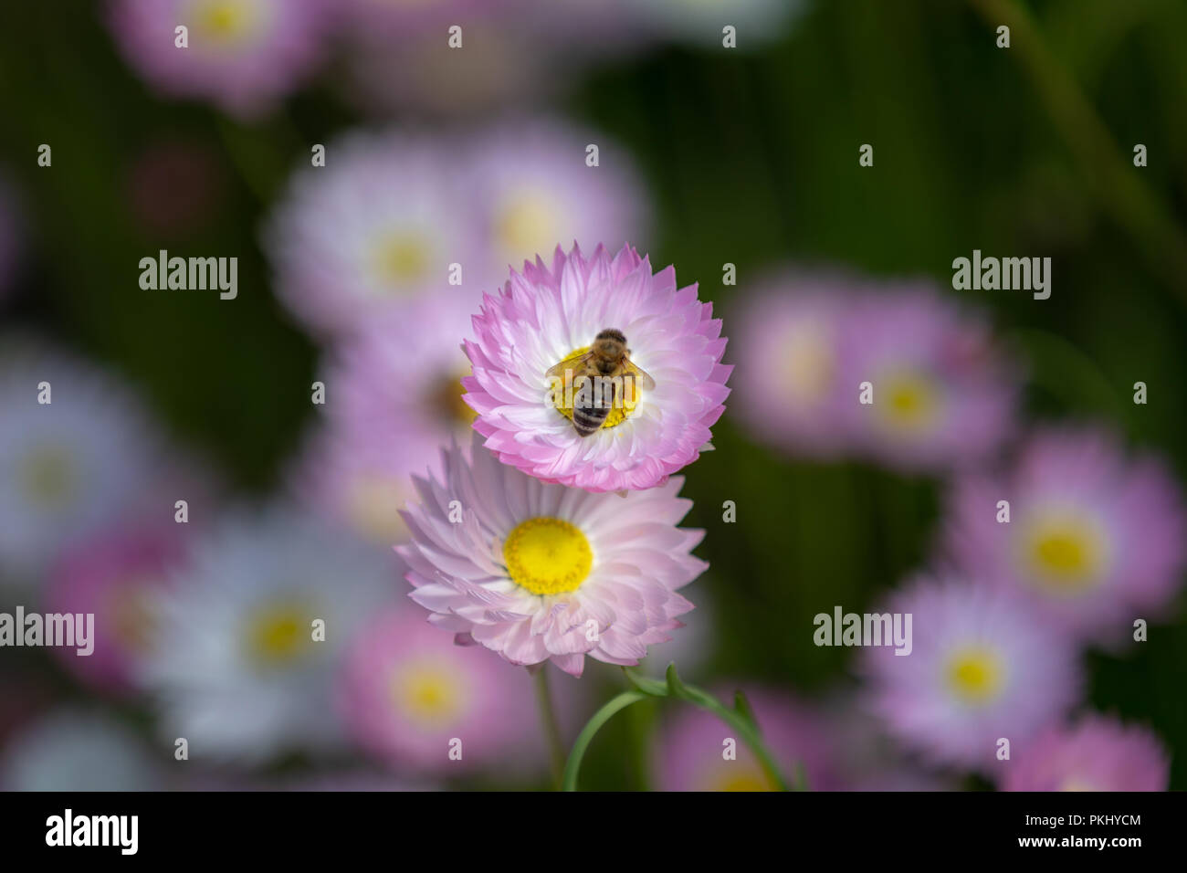 Western australia flowers hi-res stock photography and images - Alamy
