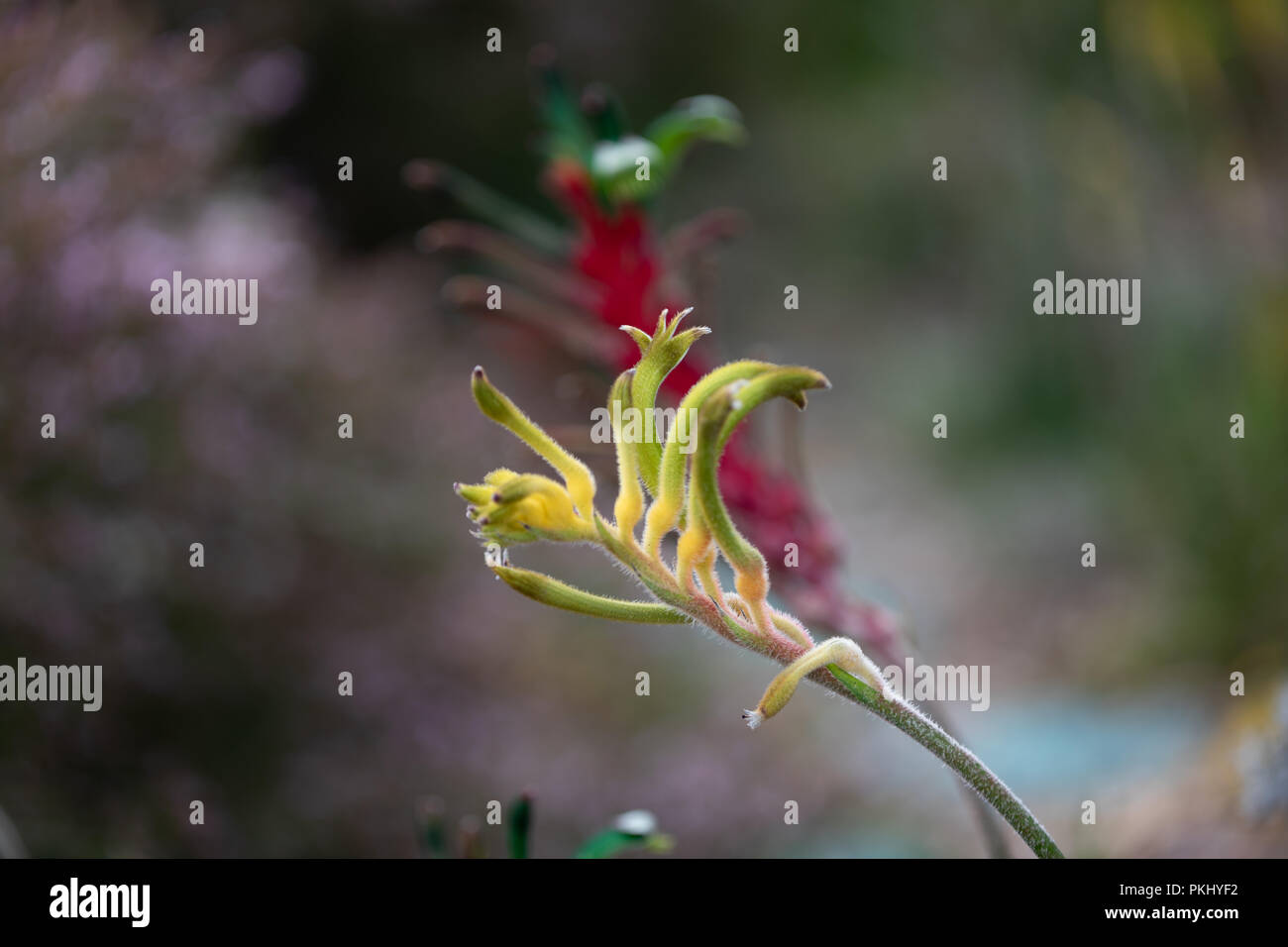 Anigozanthos wild Flowers in Perth Western Australia Stock Photo - Alamy