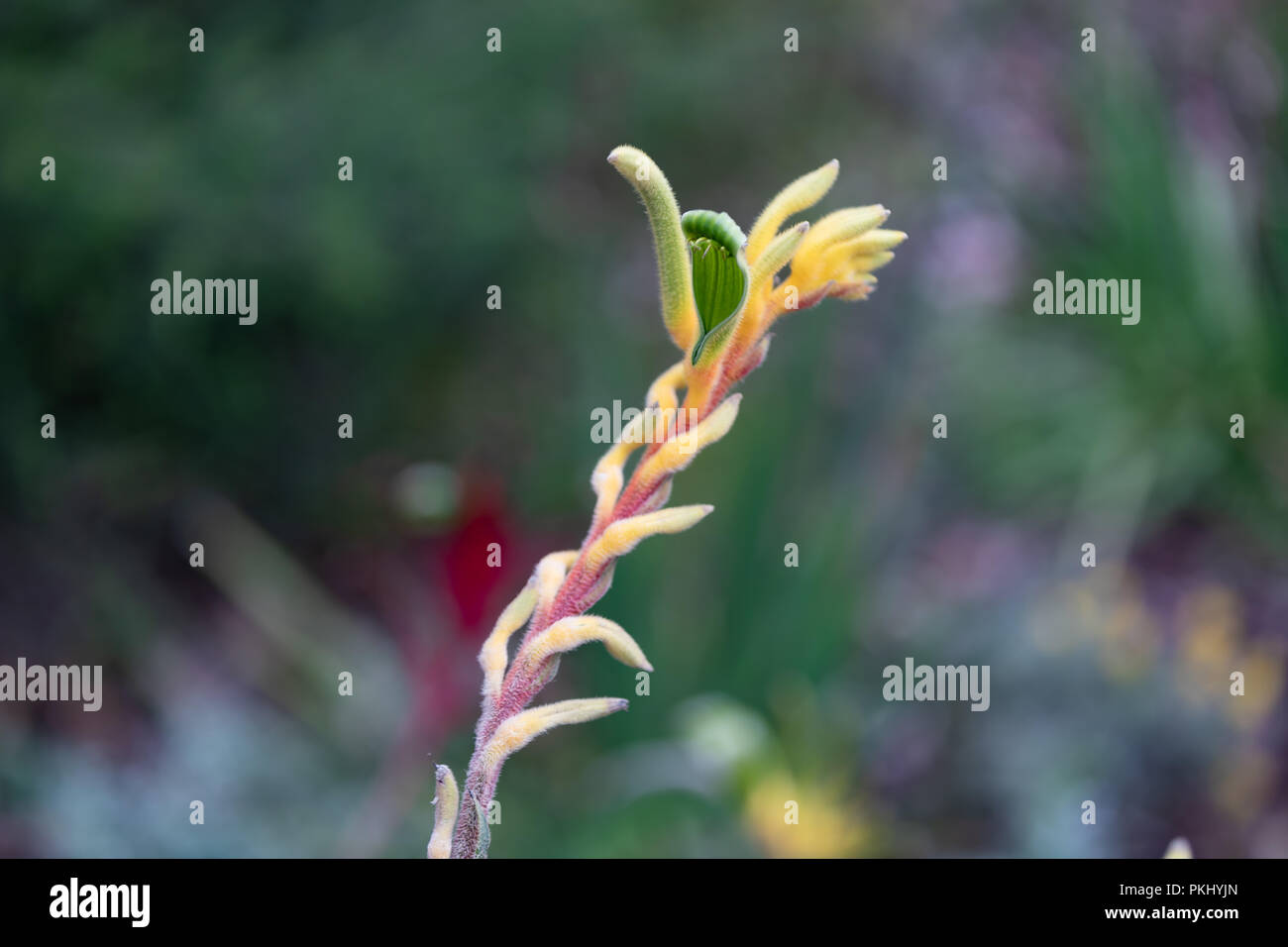 Spring wild flowers in Perth Western Australia Stock Photo - Alamy