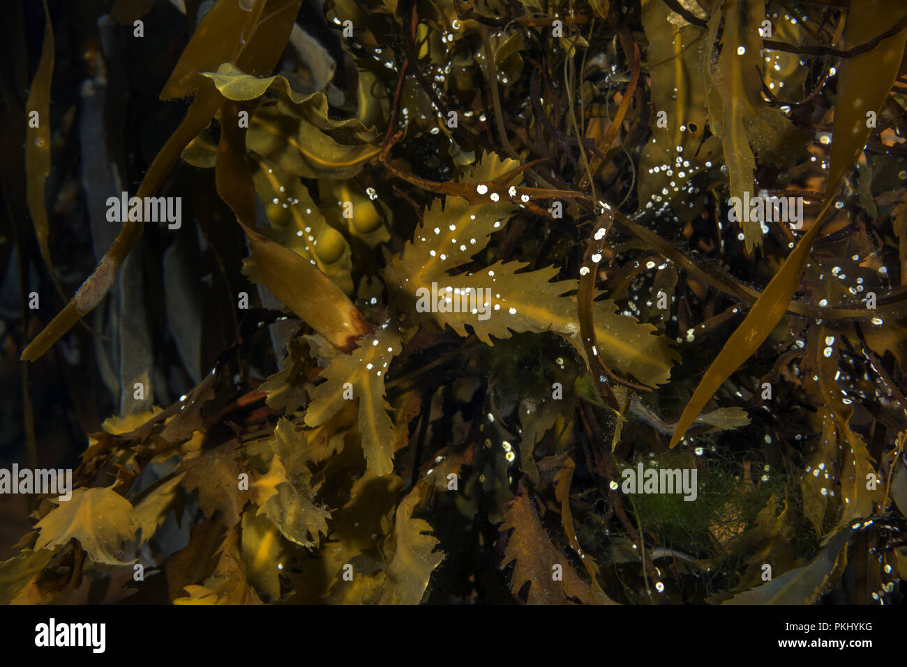 Brown toothed hi-res stock photography and images - Alamy