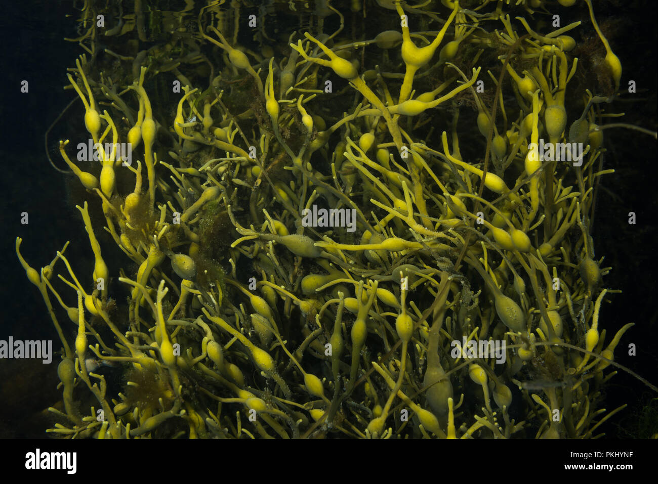 Knotted wrack algae hi-res stock photography and images - Alamy