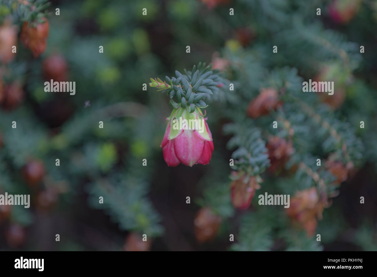 Spring wild flowers in Perth Western Australia Stock Photo - Alamy