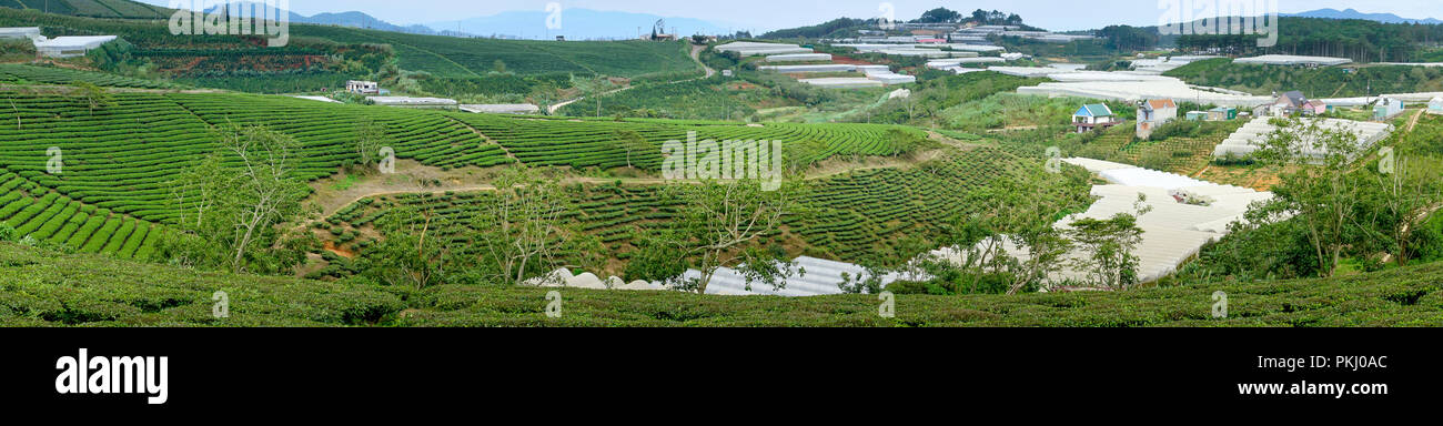 The morning at Cau Dat tea farm at Da Lat town, Vietnam Stock Photo - Alamy