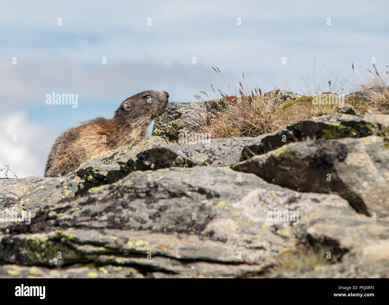 Marmot in rocks hi-res stock photography and images - Alamy