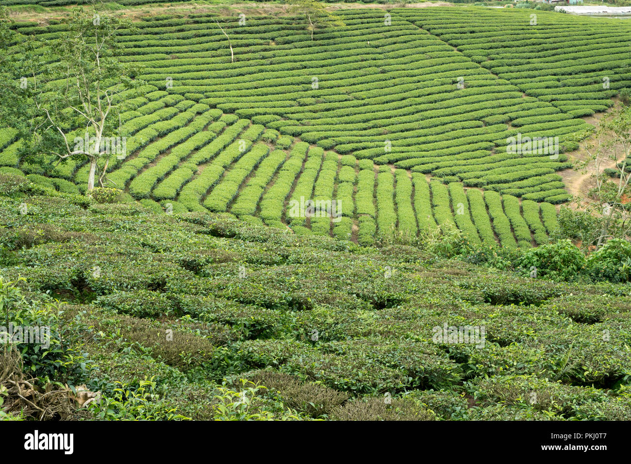 The morning at Cau Dat tea farm at Da Lat town, Vietnam Stock Photo - Alamy