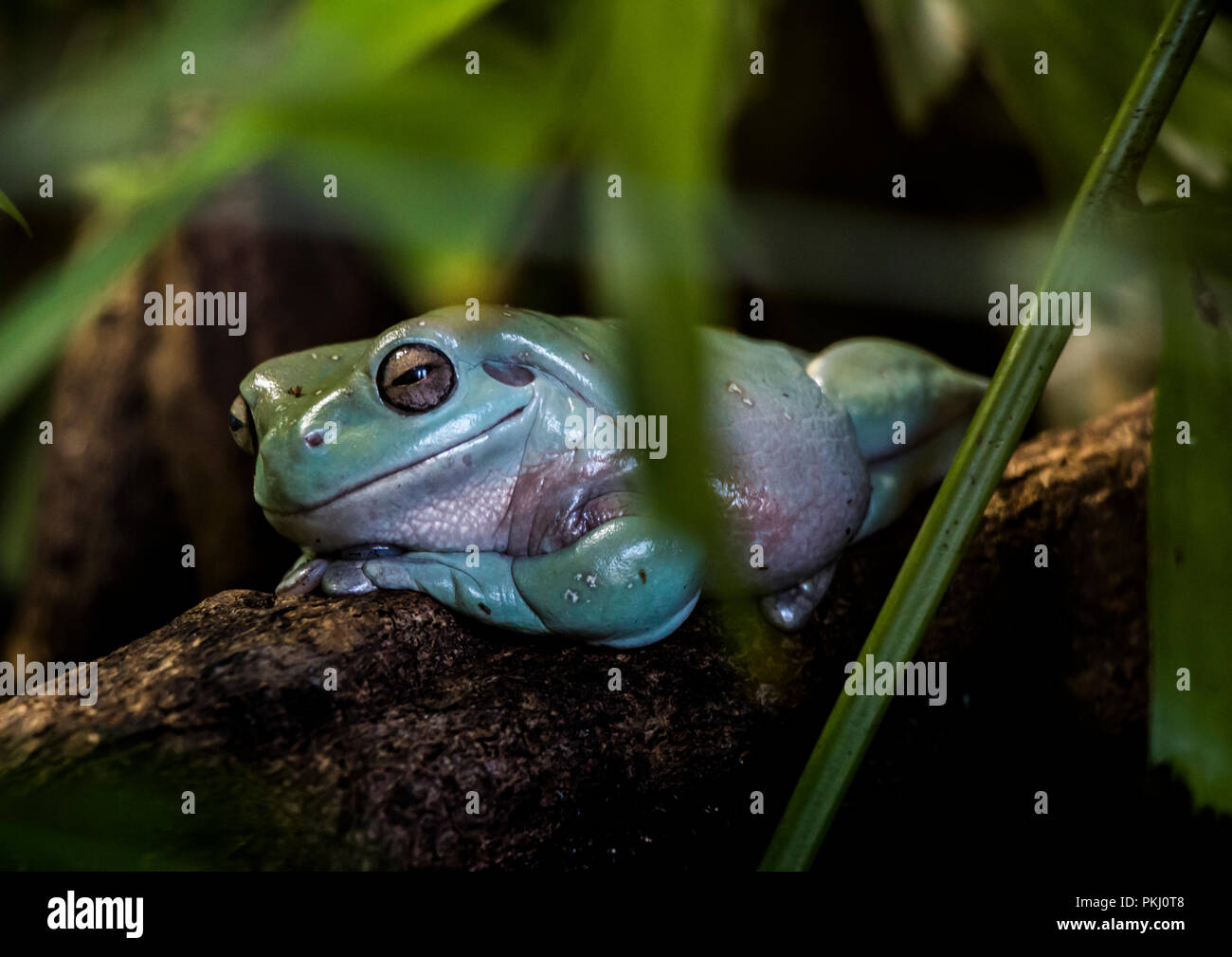 Sleepy Toad in Berlin Zoo Stock Photo - Alamy