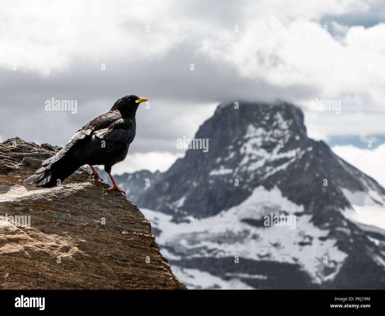 Swiss bird hi-res stock photography and images - Alamy