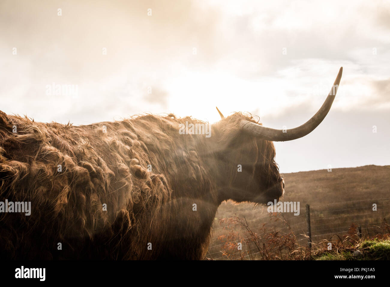 Highland Cow Portrait Stock Photo - Alamy