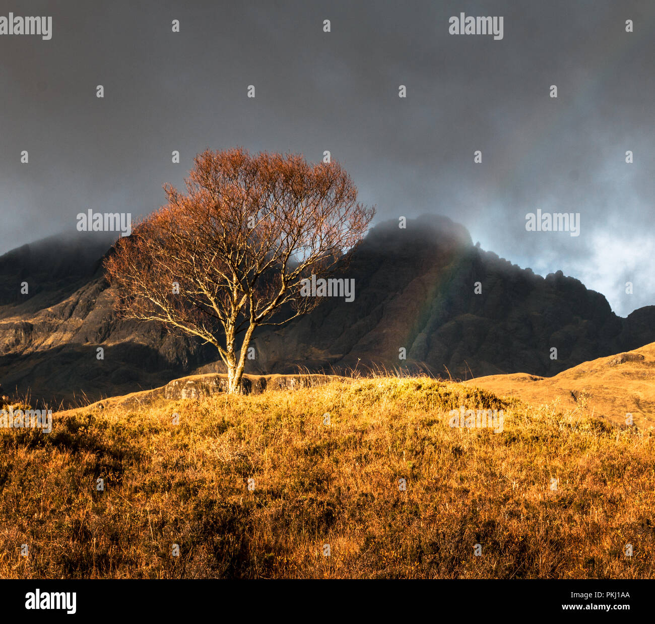 Tree and Rainbow, Isle of Skye Stock Photo - Alamy