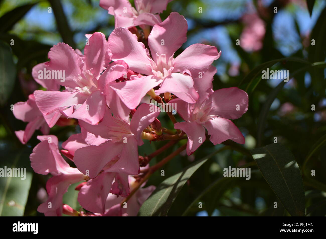 Pink Oleander Nerium shrub grows in the tropical garden Stock Photo - Alamy