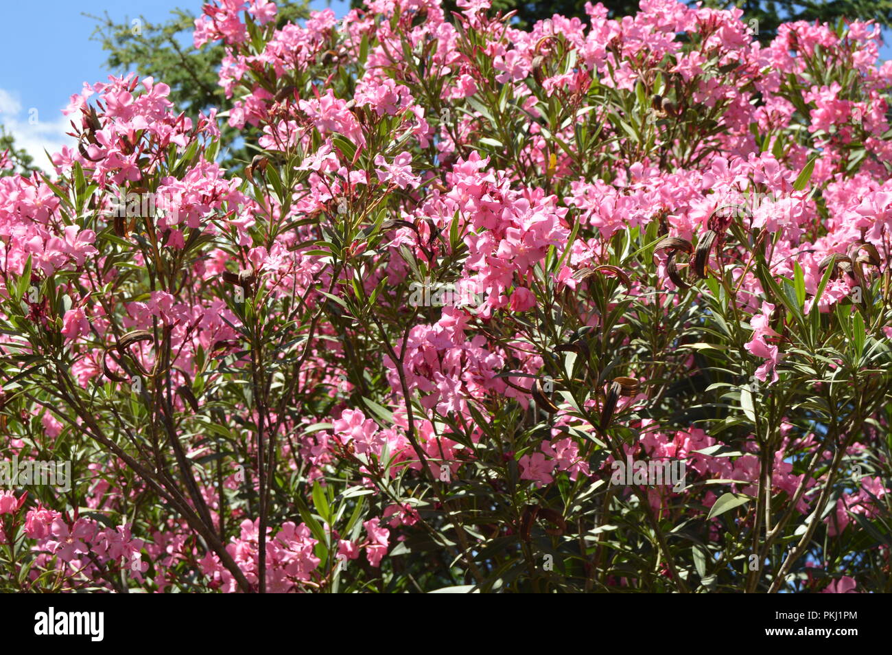 Pink Oleander Nerium shrub grows in the tropical garden Stock Photo - Alamy