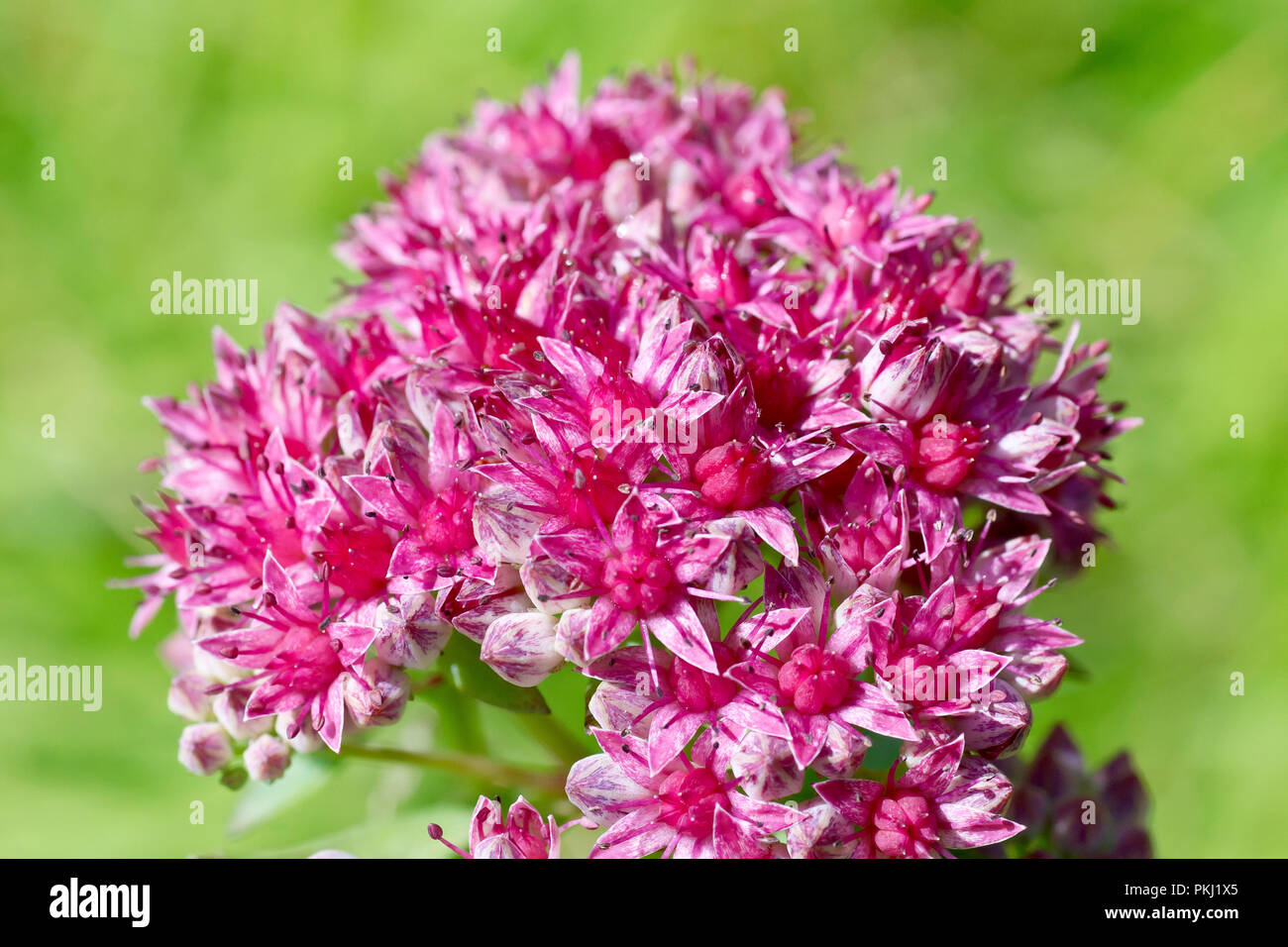 Orpine sedum telephium known hi-res stock photography and images - Alamy
