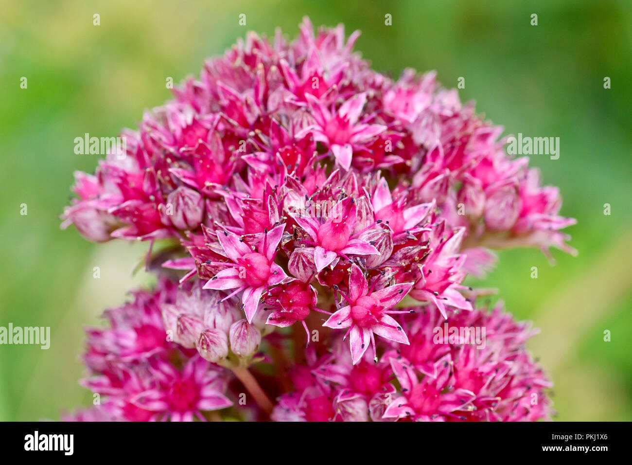 Orpine (sedum telephium), also known as Livelong, a close up a single ...