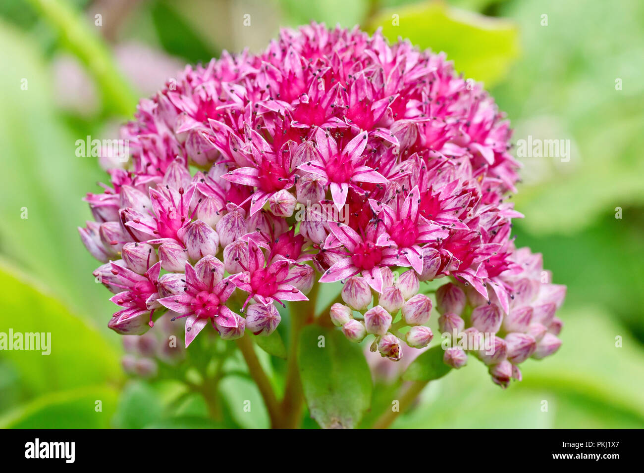 Orpine (sedum telephium), also known as Livelong, a close up of the ...