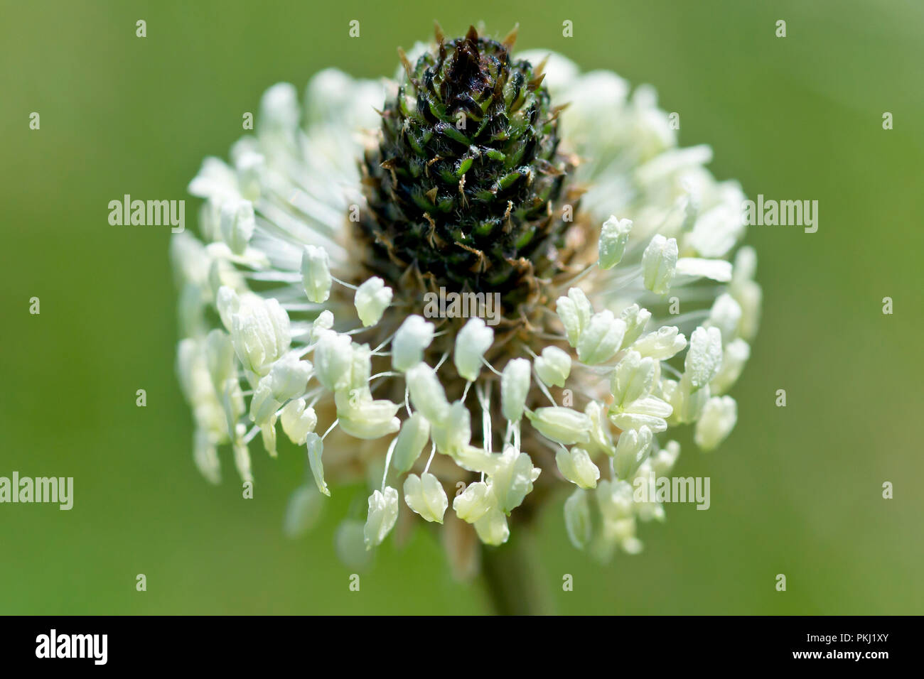 Ribwort, Ribwort Plantain or Ribgrass (plantago lanceolata), a close up ...