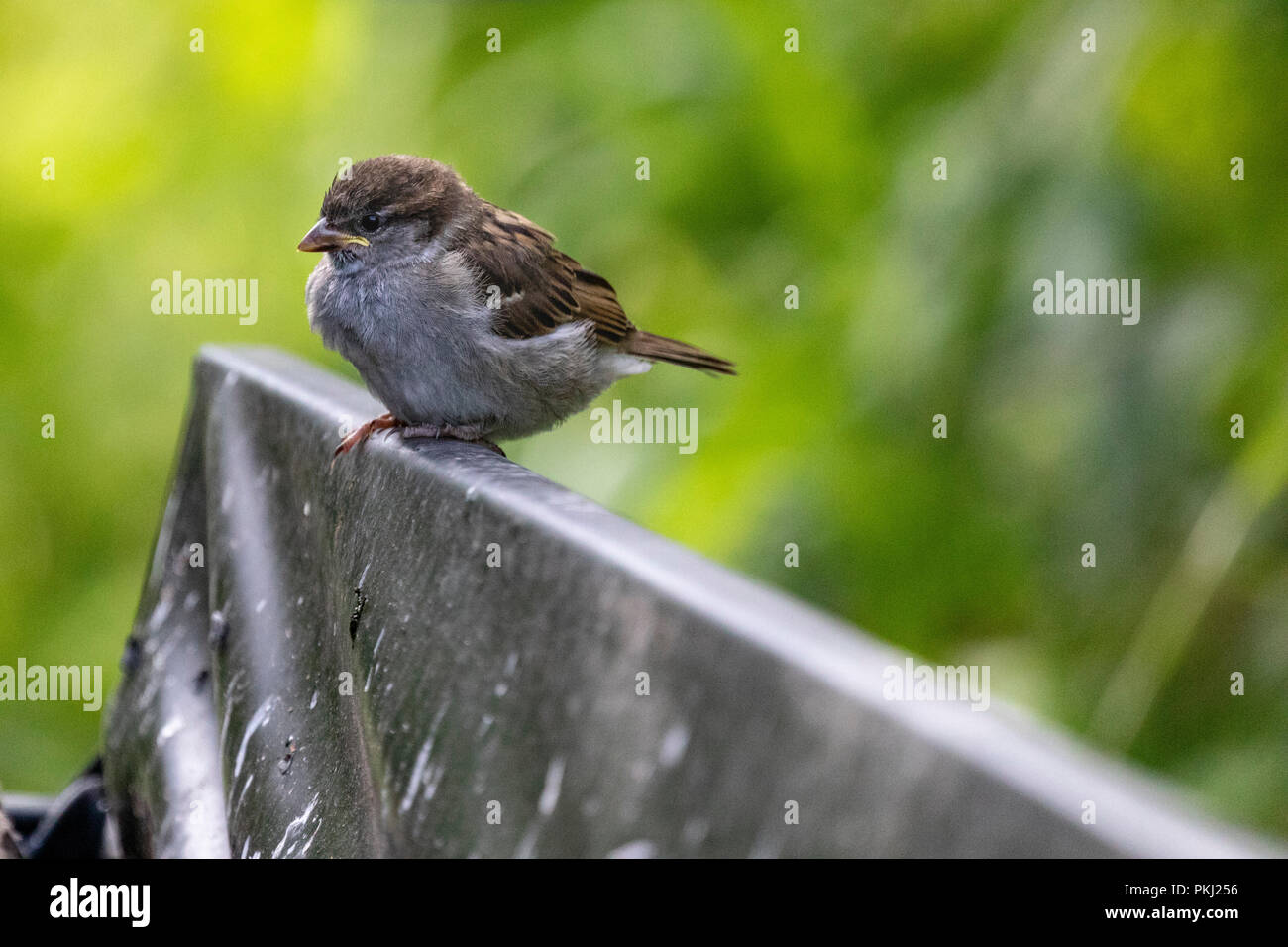 Juvenile house sparrow hi-res stock photography and images - Alamy