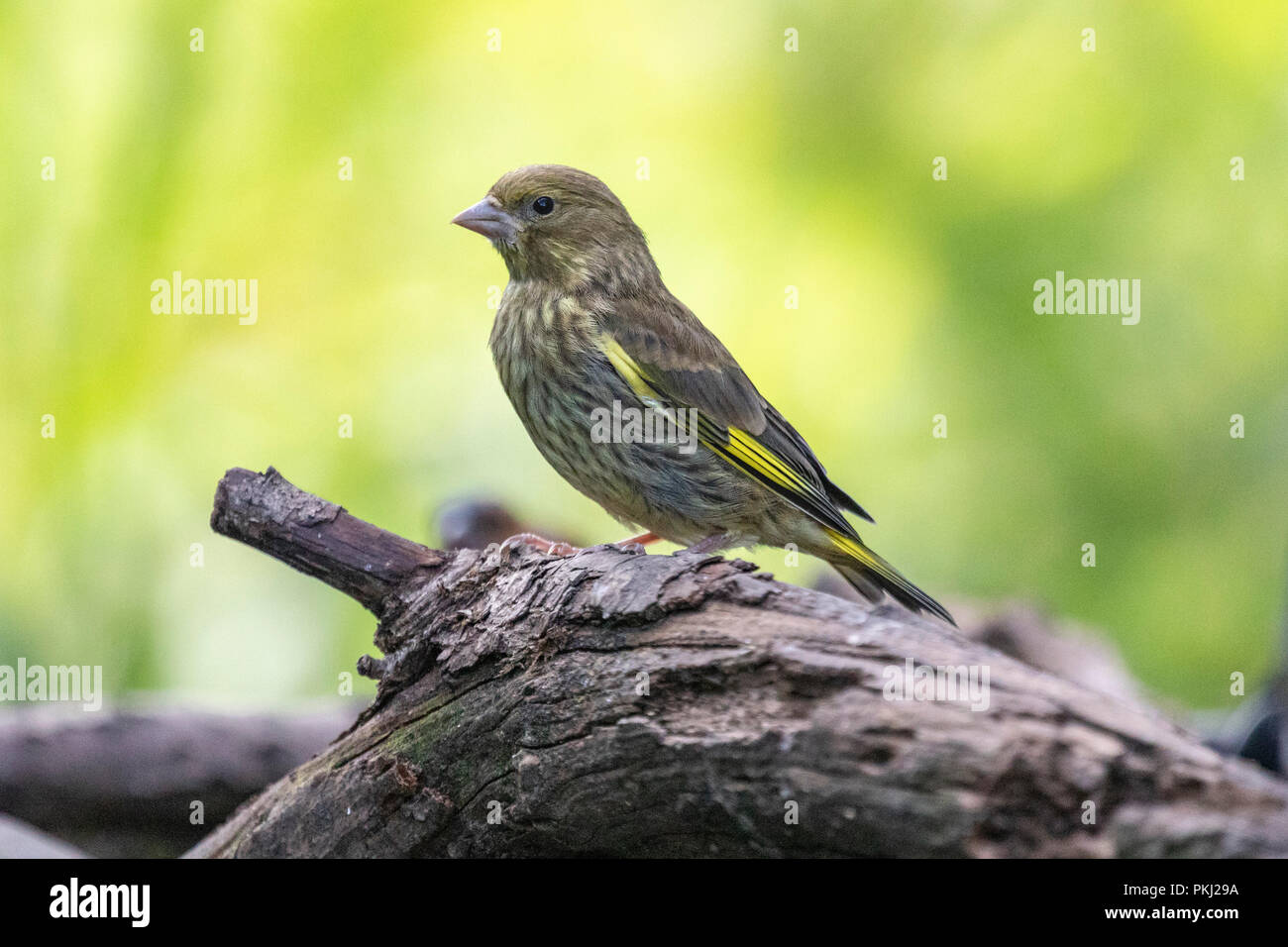 Juvenile chaffinch hi-res stock photography and images - Alamy