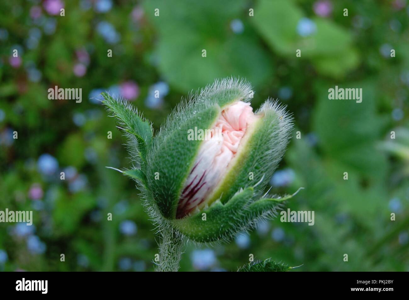 Poppy in Bud Stock Photo - Alamy