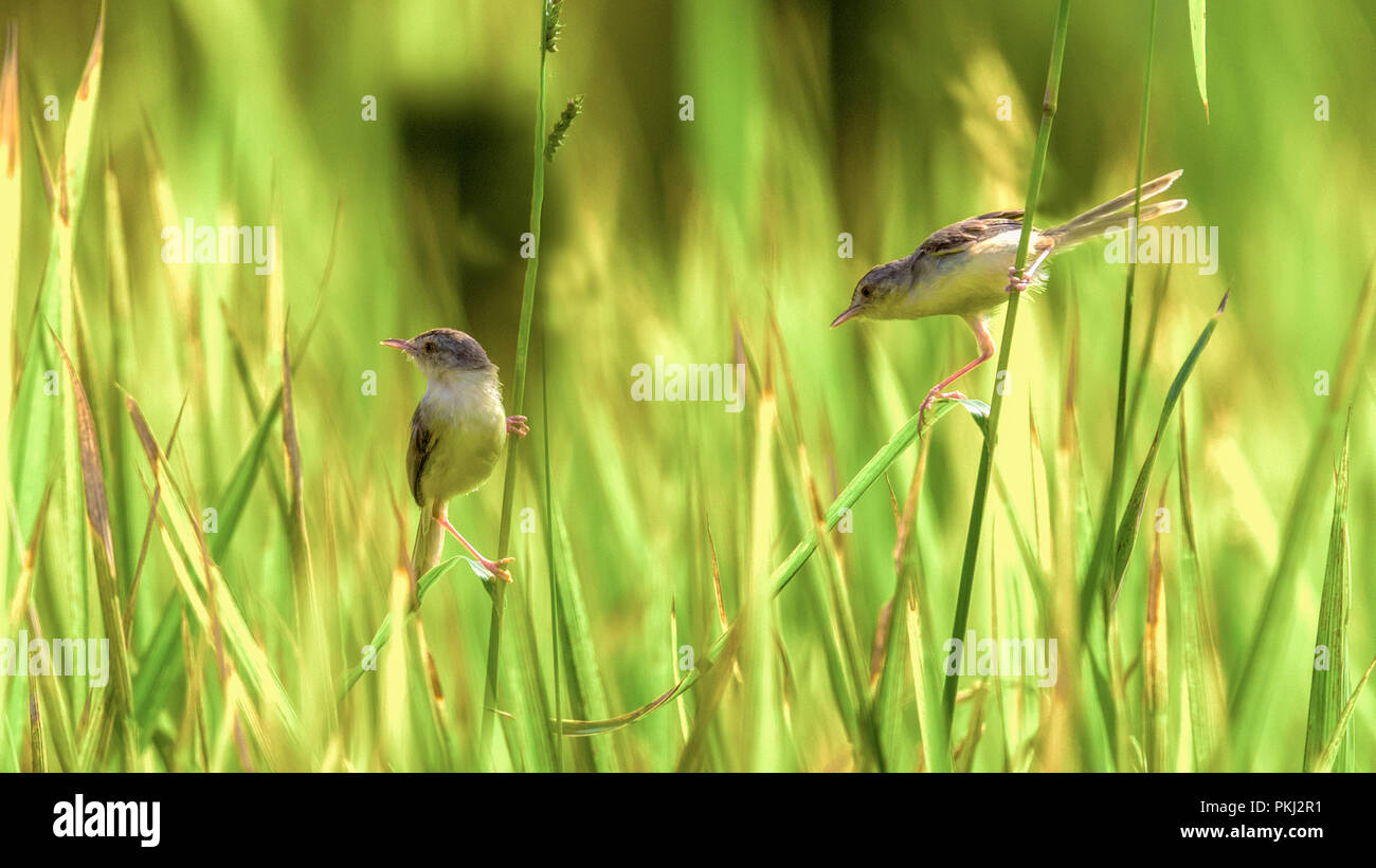 China sparrow hi-res stock photography and images - Alamy