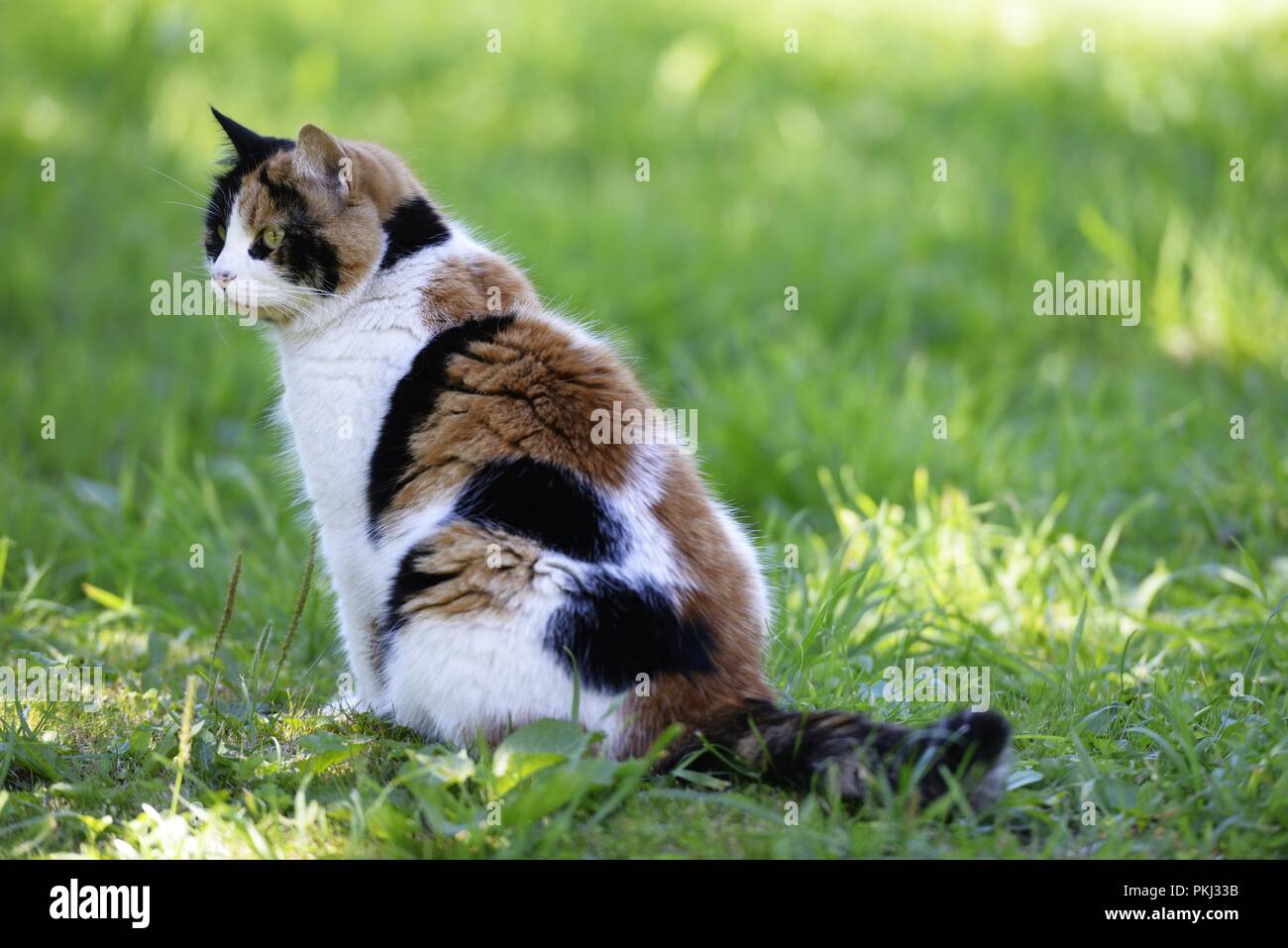 Tricolor cat hi-res stock photography and images - Alamy