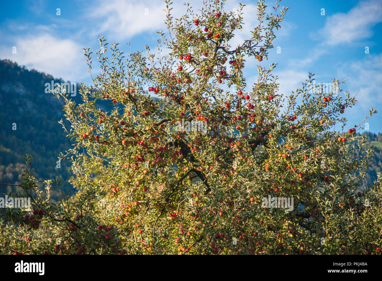 Apple trees in september Stock Photo - Alamy