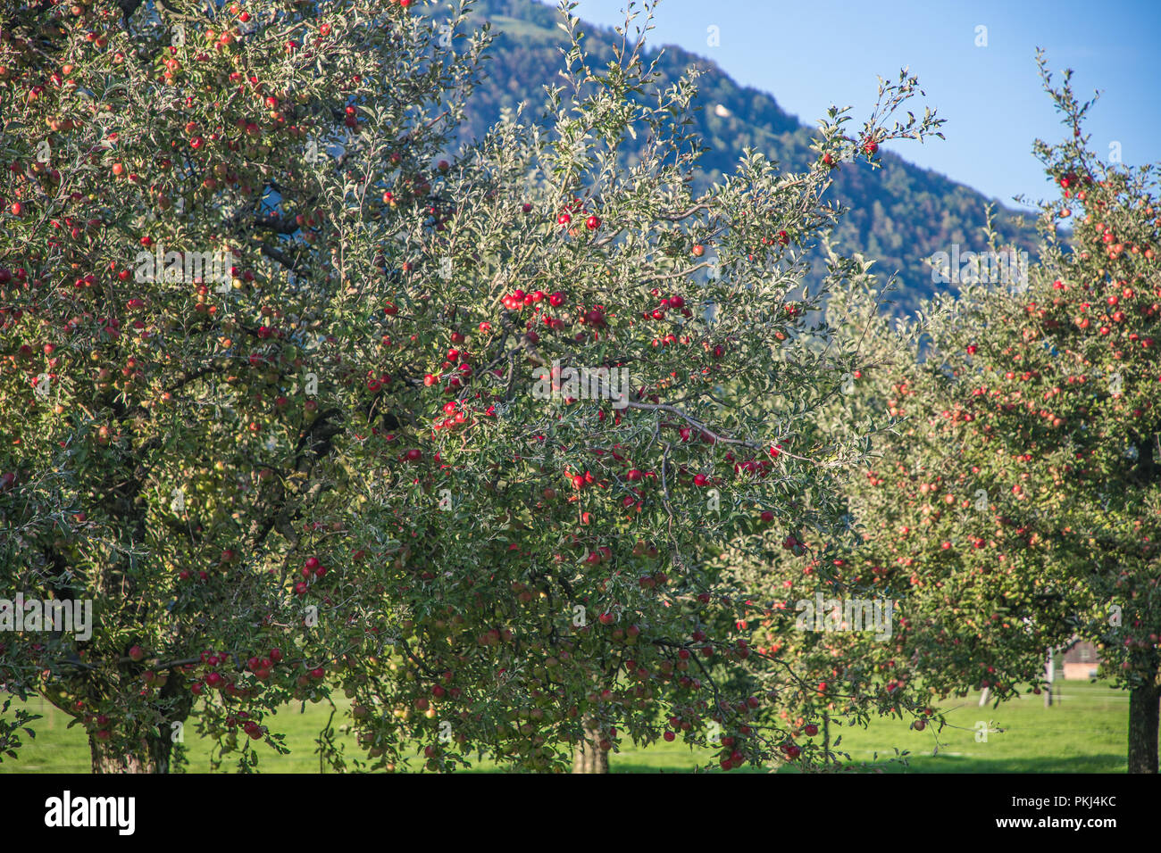 Switzerland apple trees fruit trees hi-res stock photography and images ...