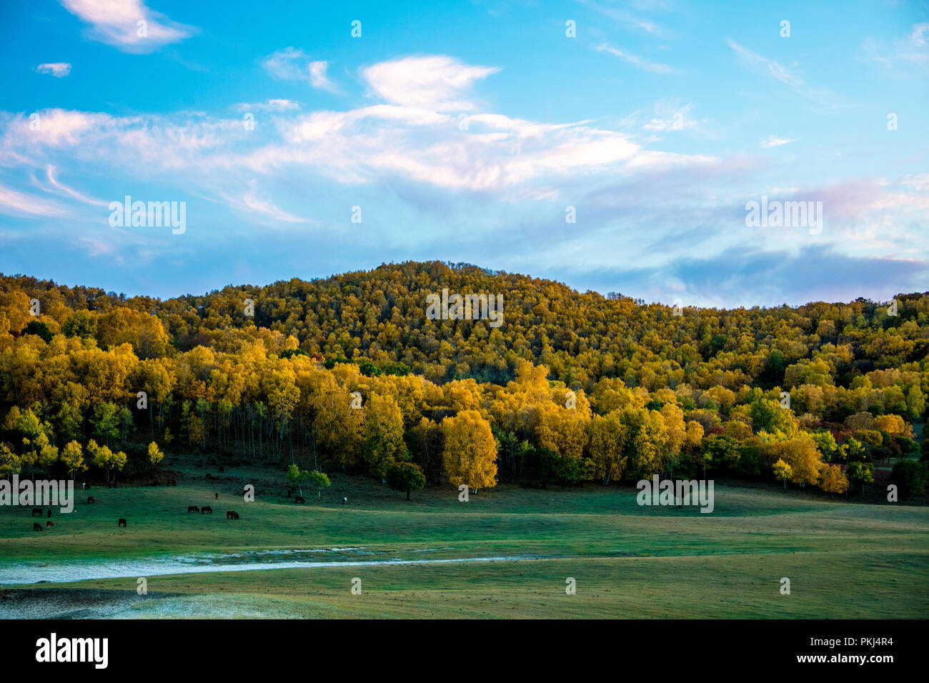 Hebei bashang grassland scenery Stock Photo - Alamy
