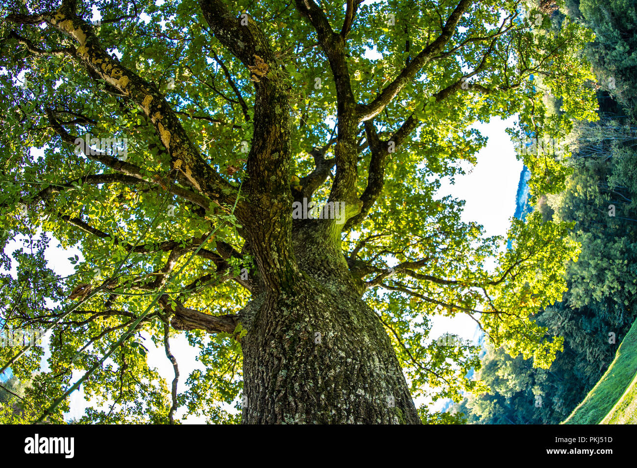 an old oak tree Stock Photo - Alamy