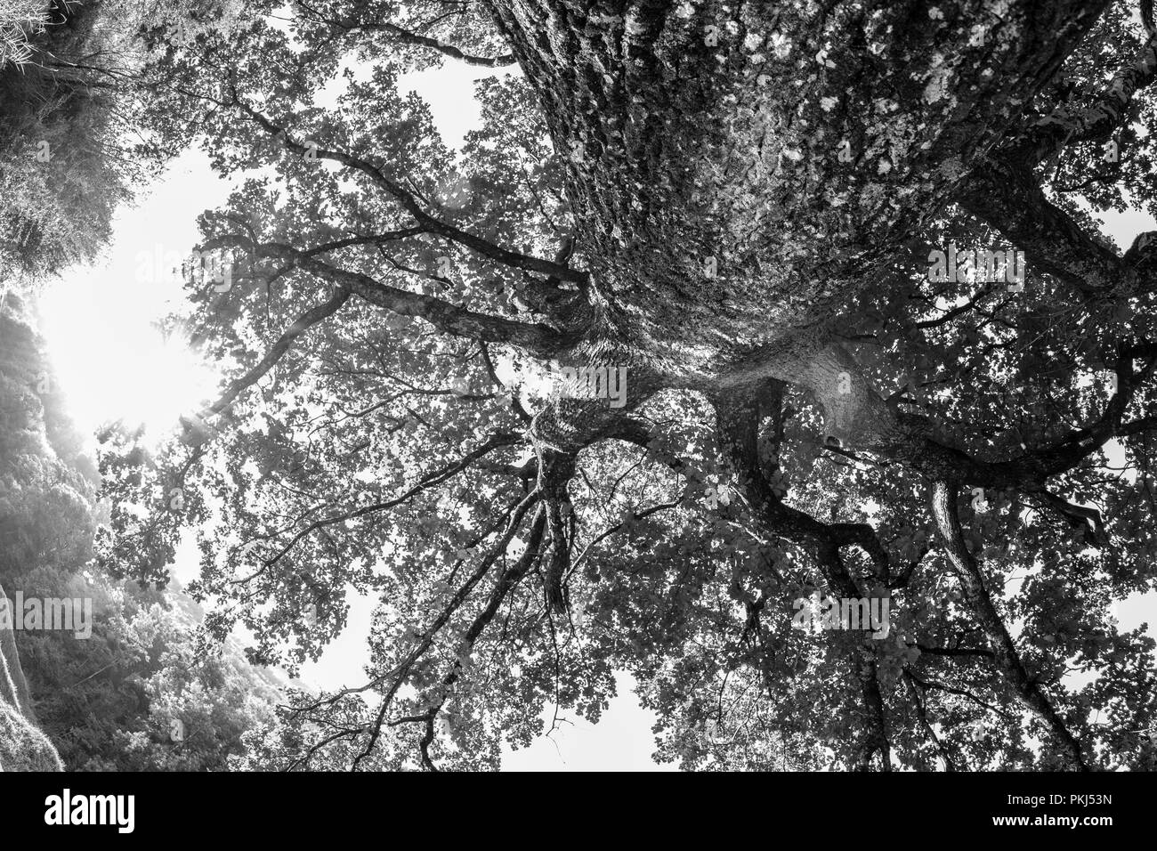an old oak tree Stock Photo - Alamy
