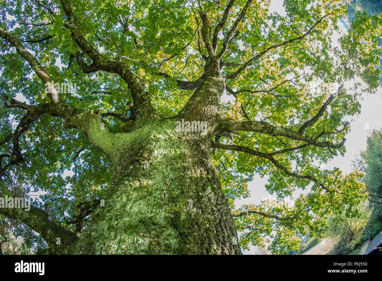 an old oak tree Stock Photo - Alamy