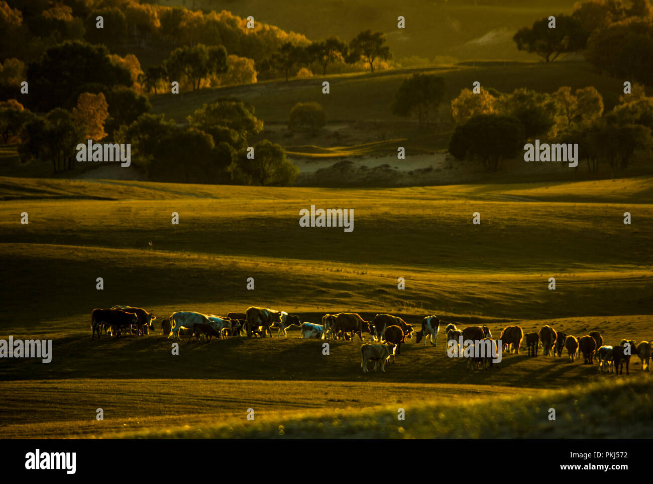 Chengde in hebei bashang grassland hi-res stock photography and images ...