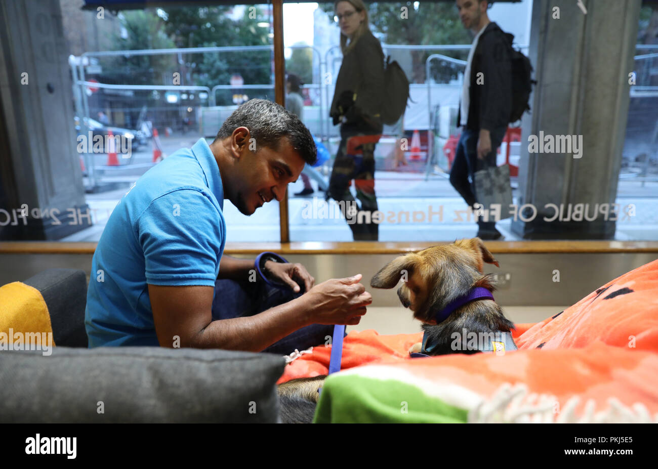 Battersea rescue dogs make themselves at home in the windows of ...