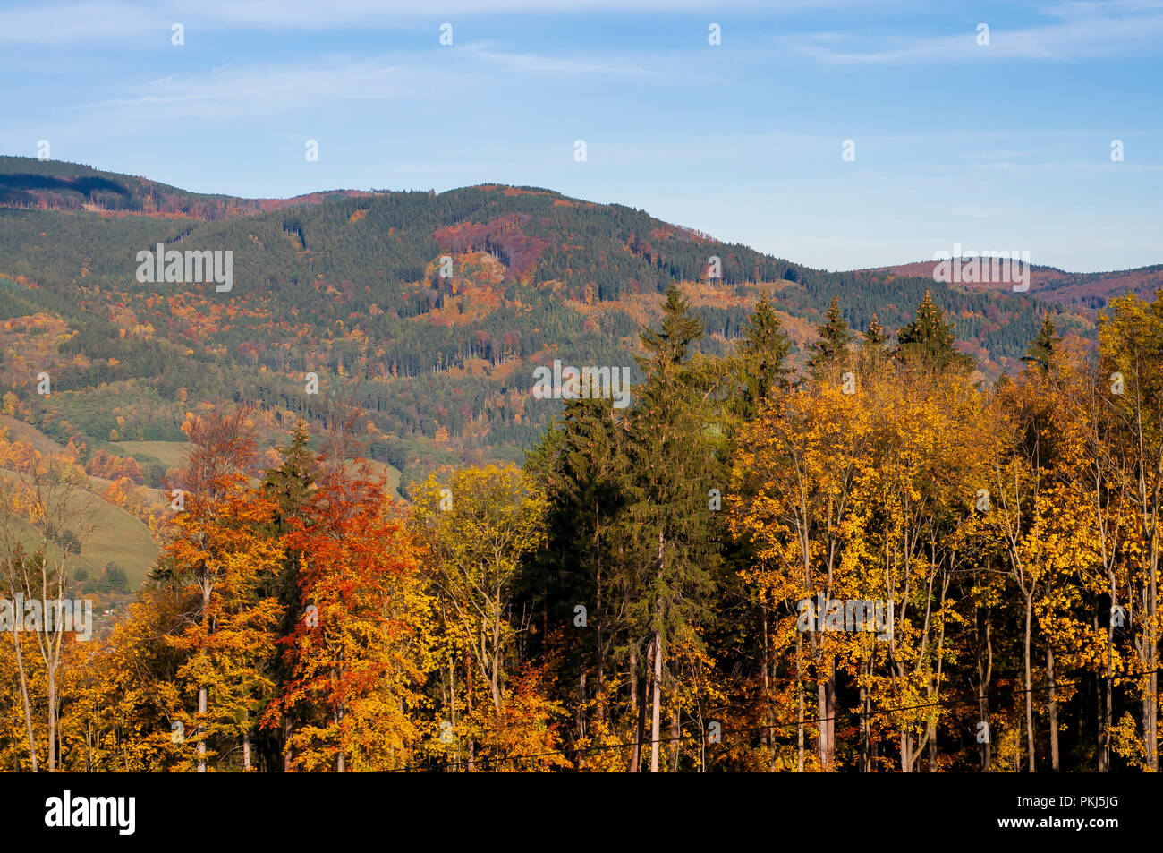 Mountain forest Autumn in Jeseníky Mountains, Czech Republic Stock ...