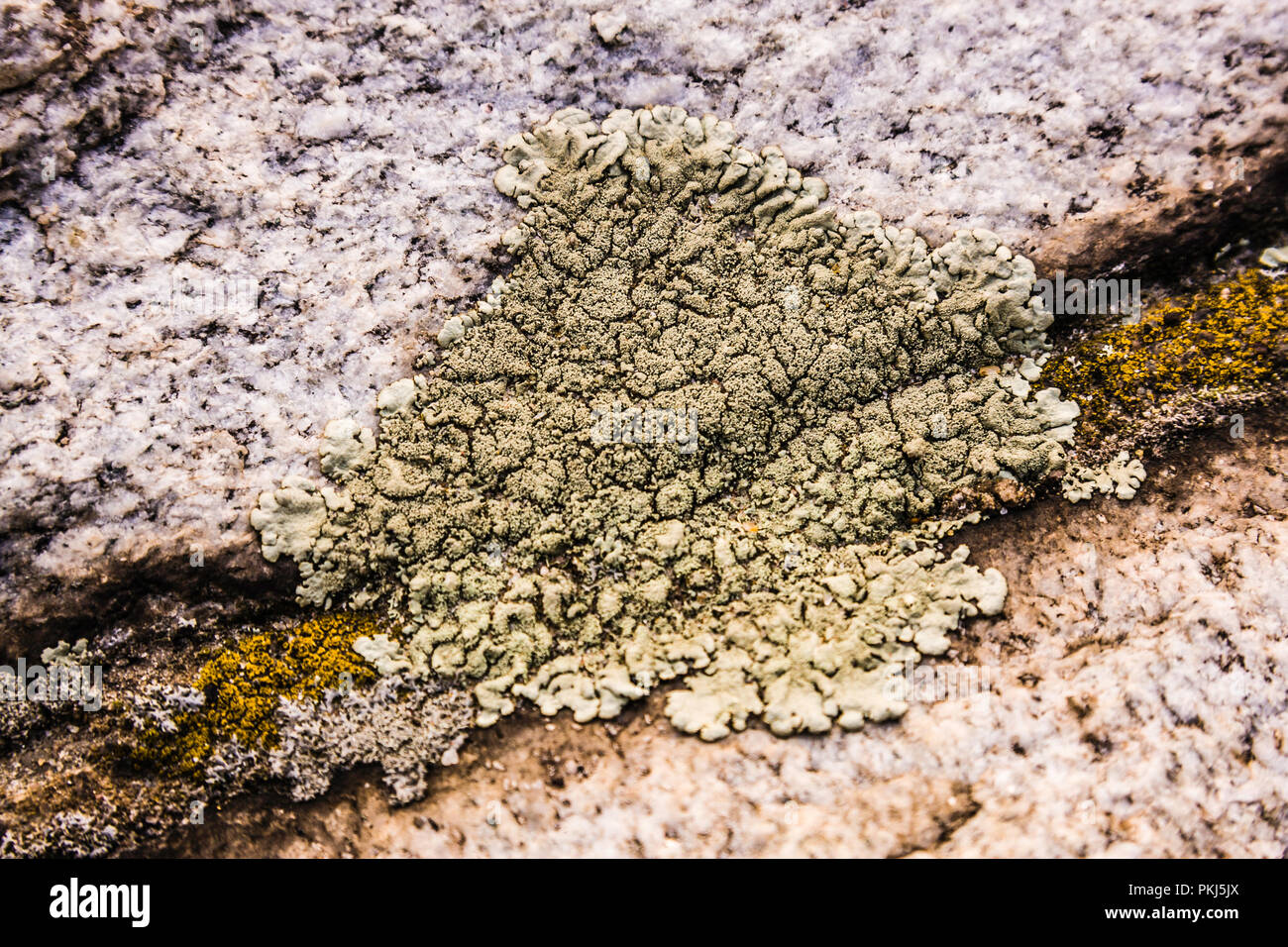 Litchen Hogback Dam Hartland, Connecticut, USA Stock Photo - Alamy