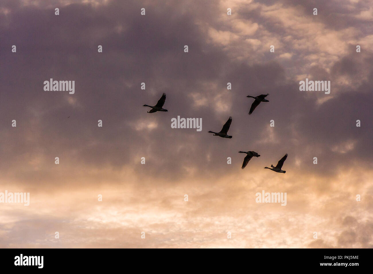 Canadian Geese in flight Hogback Dam Hartland, Connecticut, USA Stock ...