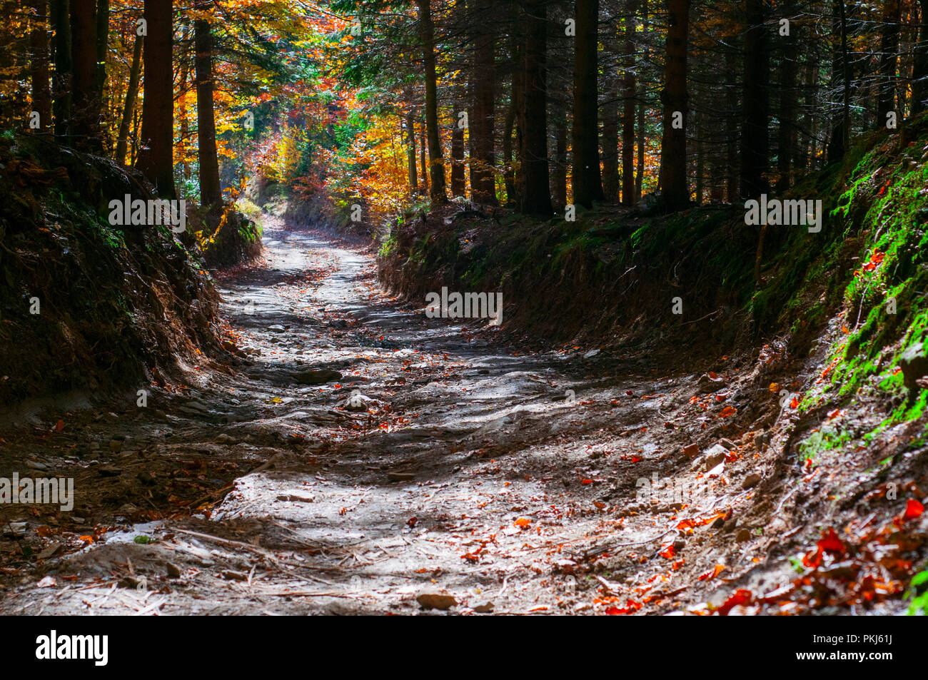 Mountain path in forest Autumn in Jeseníky Mountains, Czech Republic ...