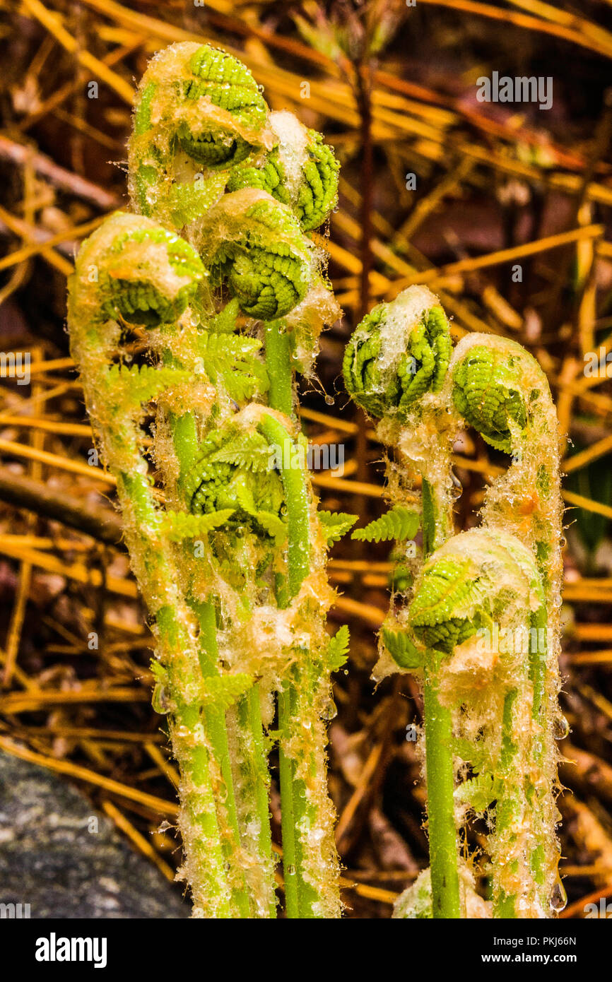 Fiddlehead Ferns High Resolution Stock Photography and Images - Alamy