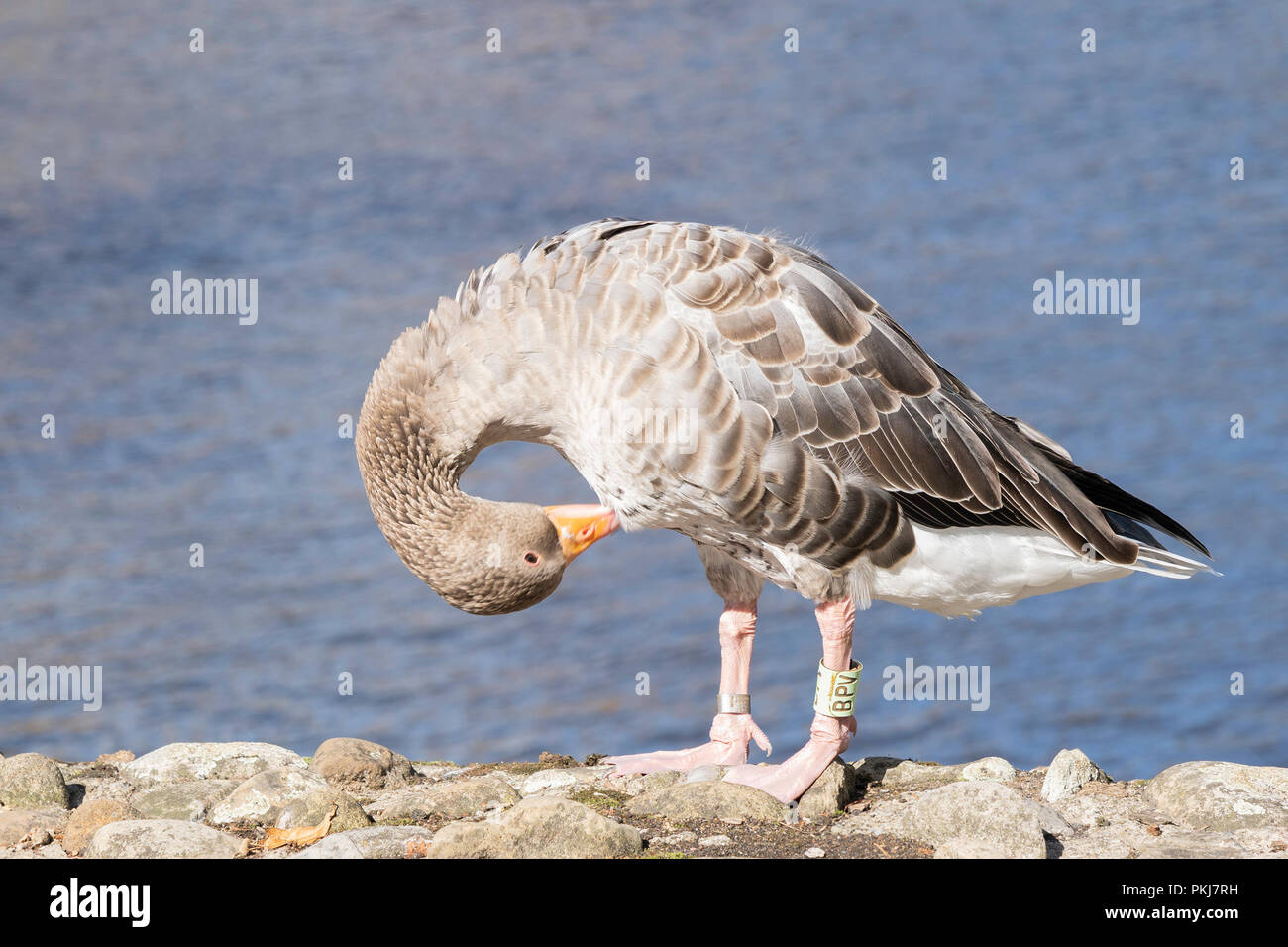 An adult Greylag Goose preening its feathers on the bank of a river ...