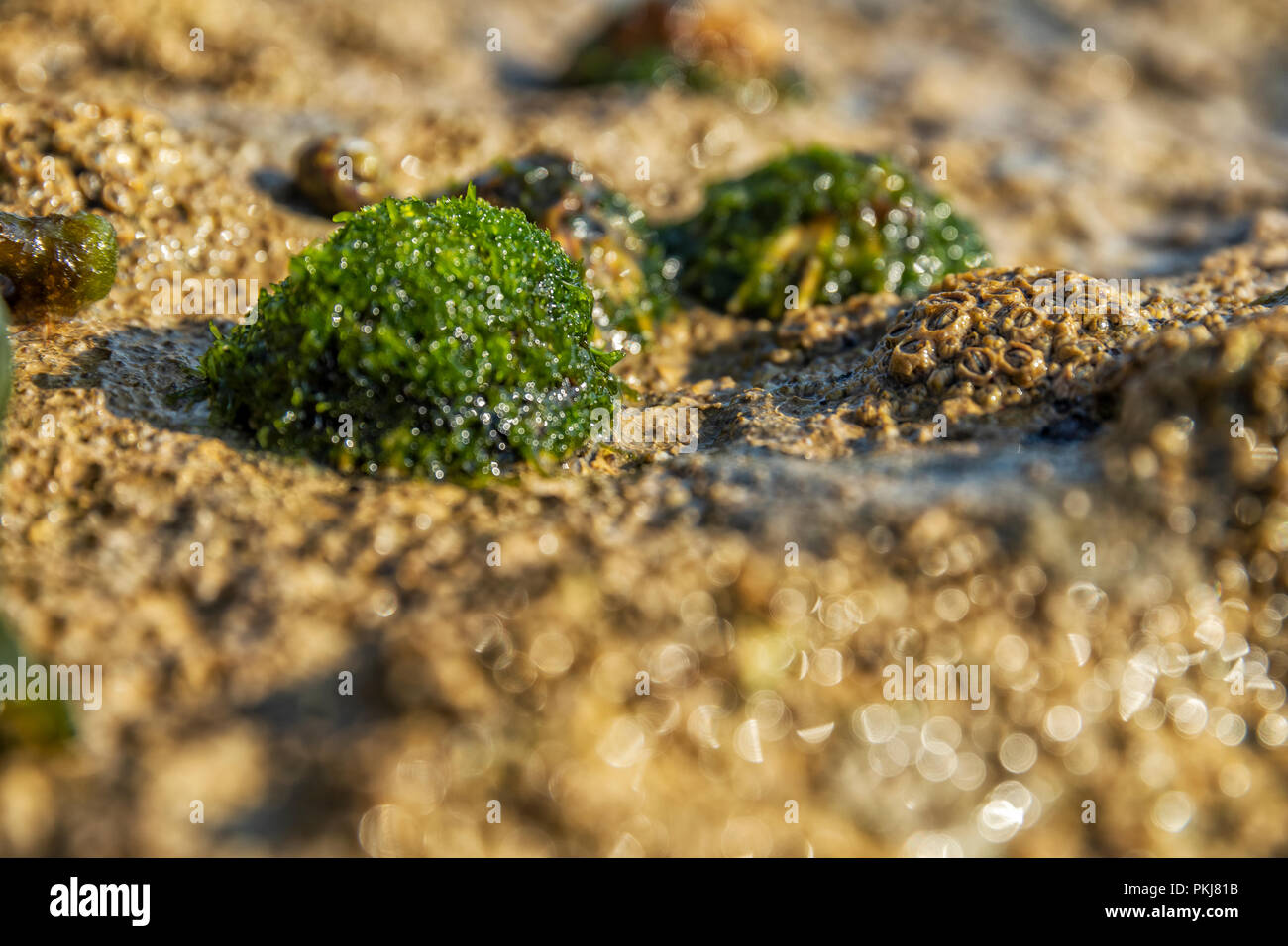 Giant clam shell on beach hi-res stock photography and images - Alamy