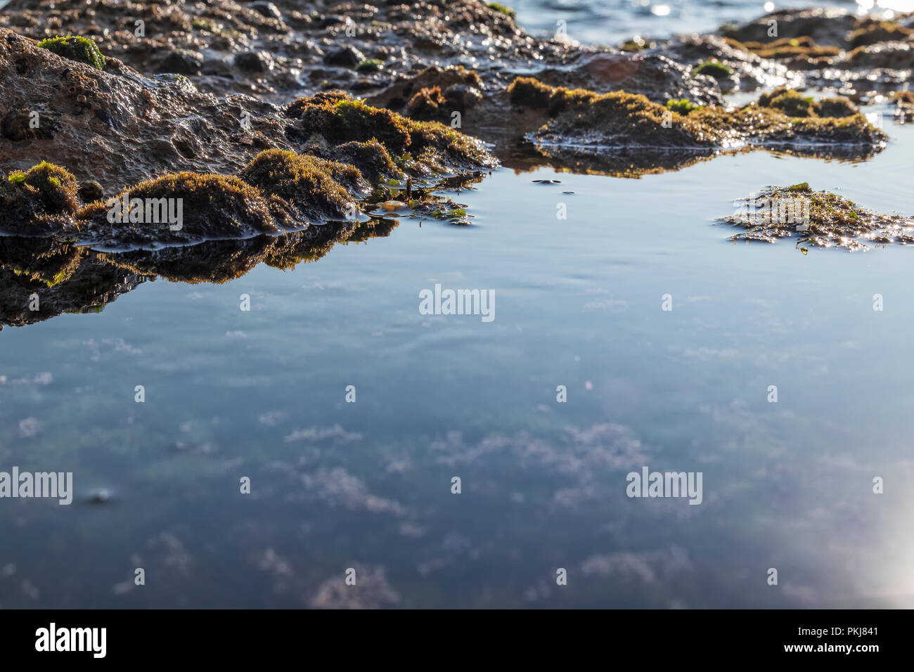 marine pools on rocks with seaweed by the sea Stock Photo - Alamy