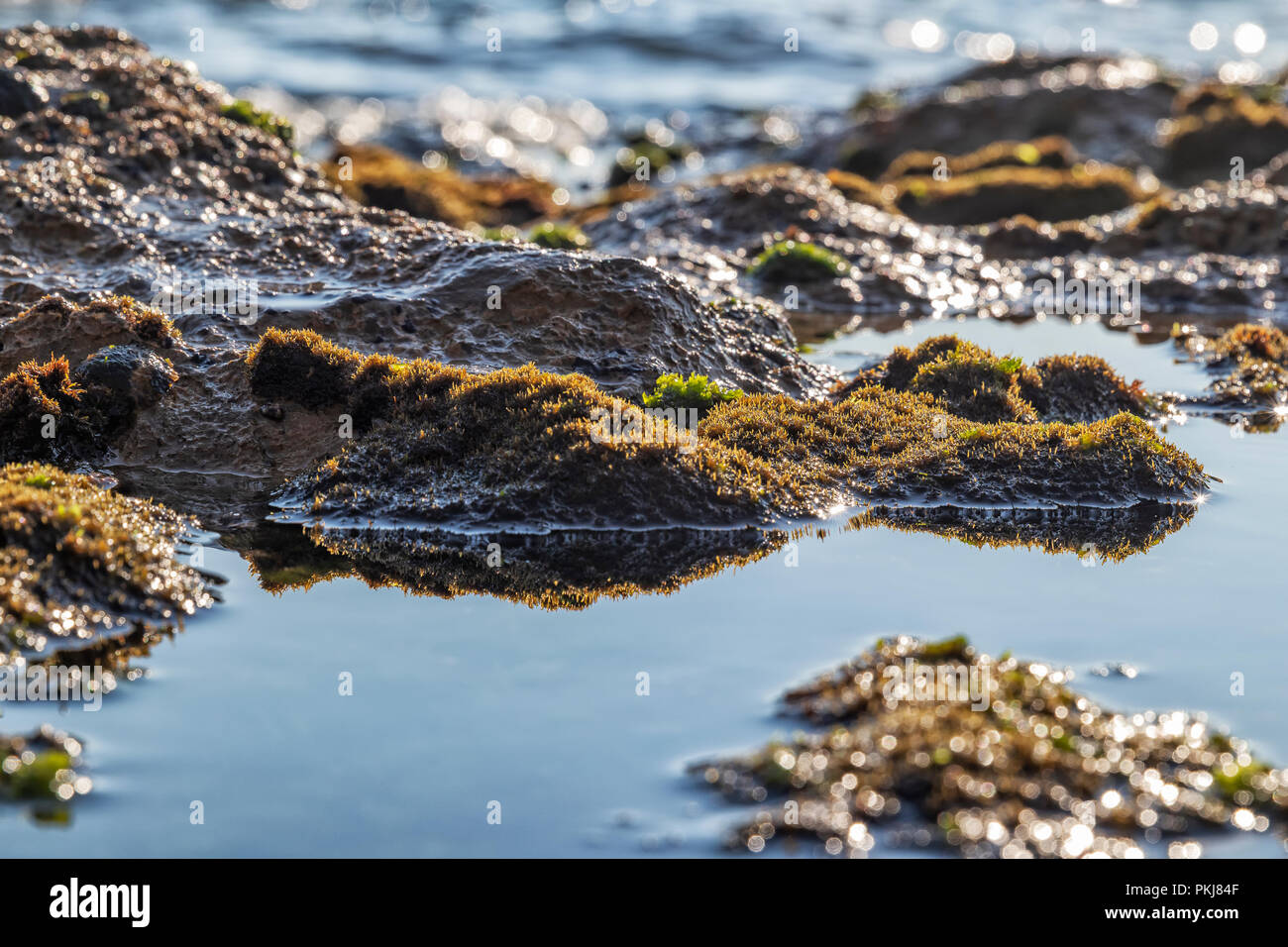 marine pools on rocks with seaweed by the sea Stock Photo - Alamy