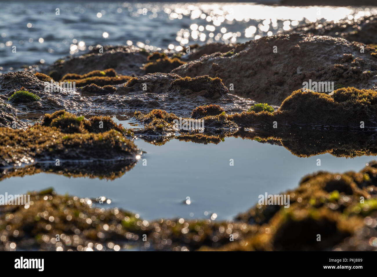 marine pools on rocks with seaweed by the sea Stock Photo - Alamy