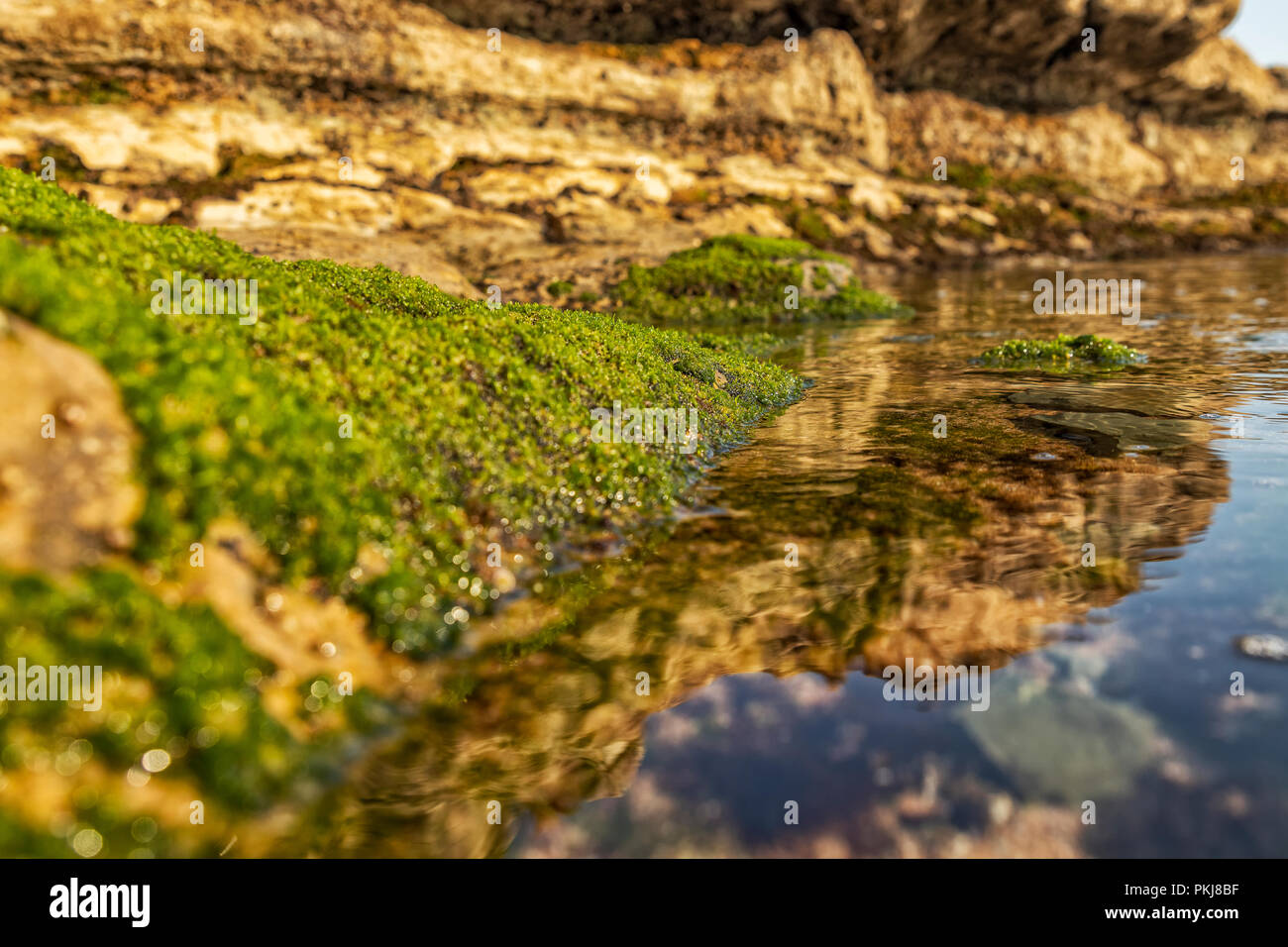marine pools on rocks with seaweed by the sea Stock Photo - Alamy