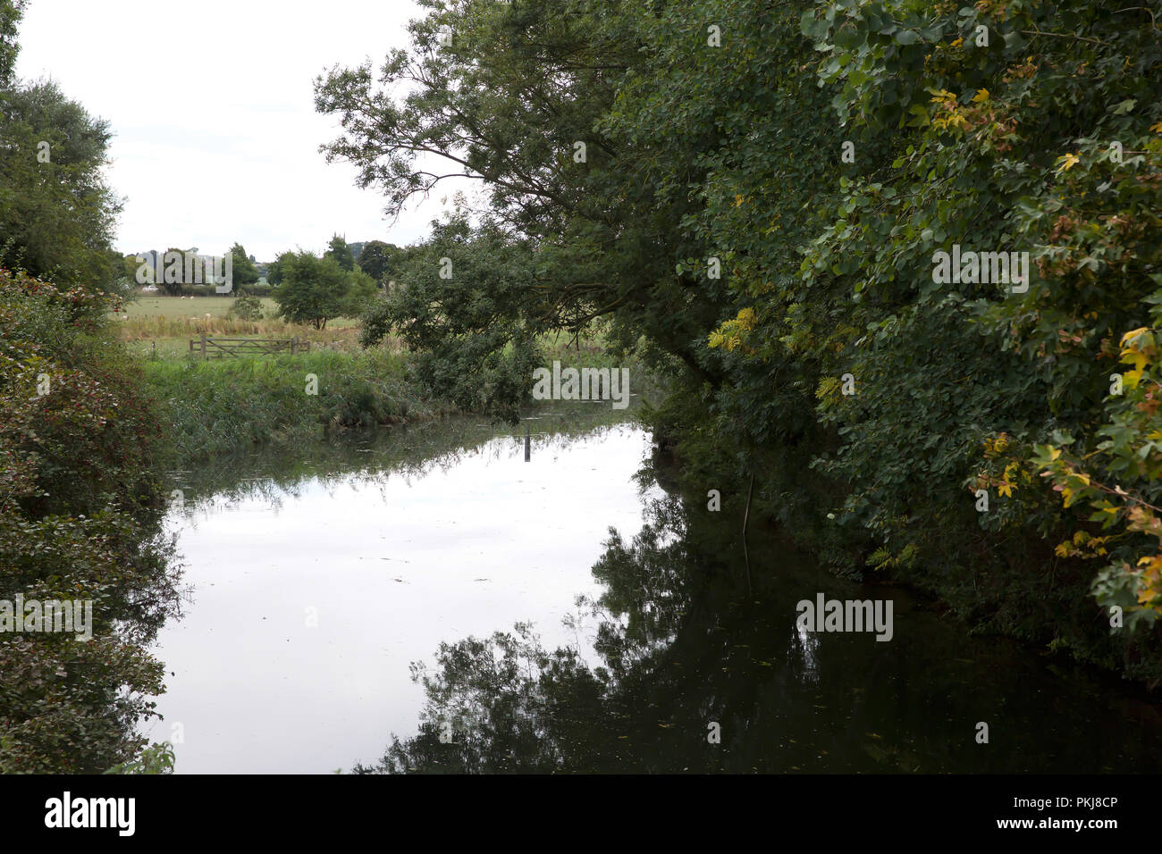 Overhanging trees and bushes reflect in the River Nene in Aldwincle ...