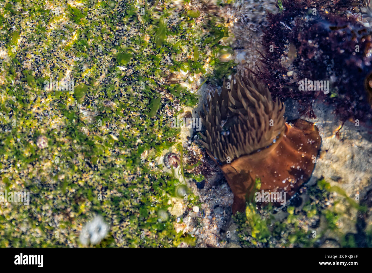 Close up of algae on rock. Marine life Stock Photo - Alamy