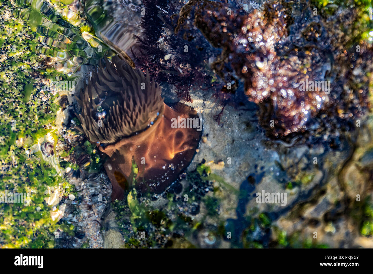 Giant clam shell on beach hi-res stock photography and images - Alamy