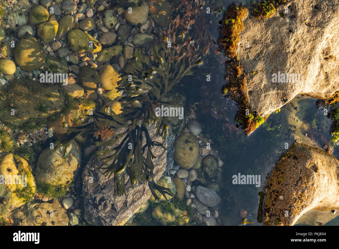Close up of algae on rock. Marine life Stock Photo - Alamy
